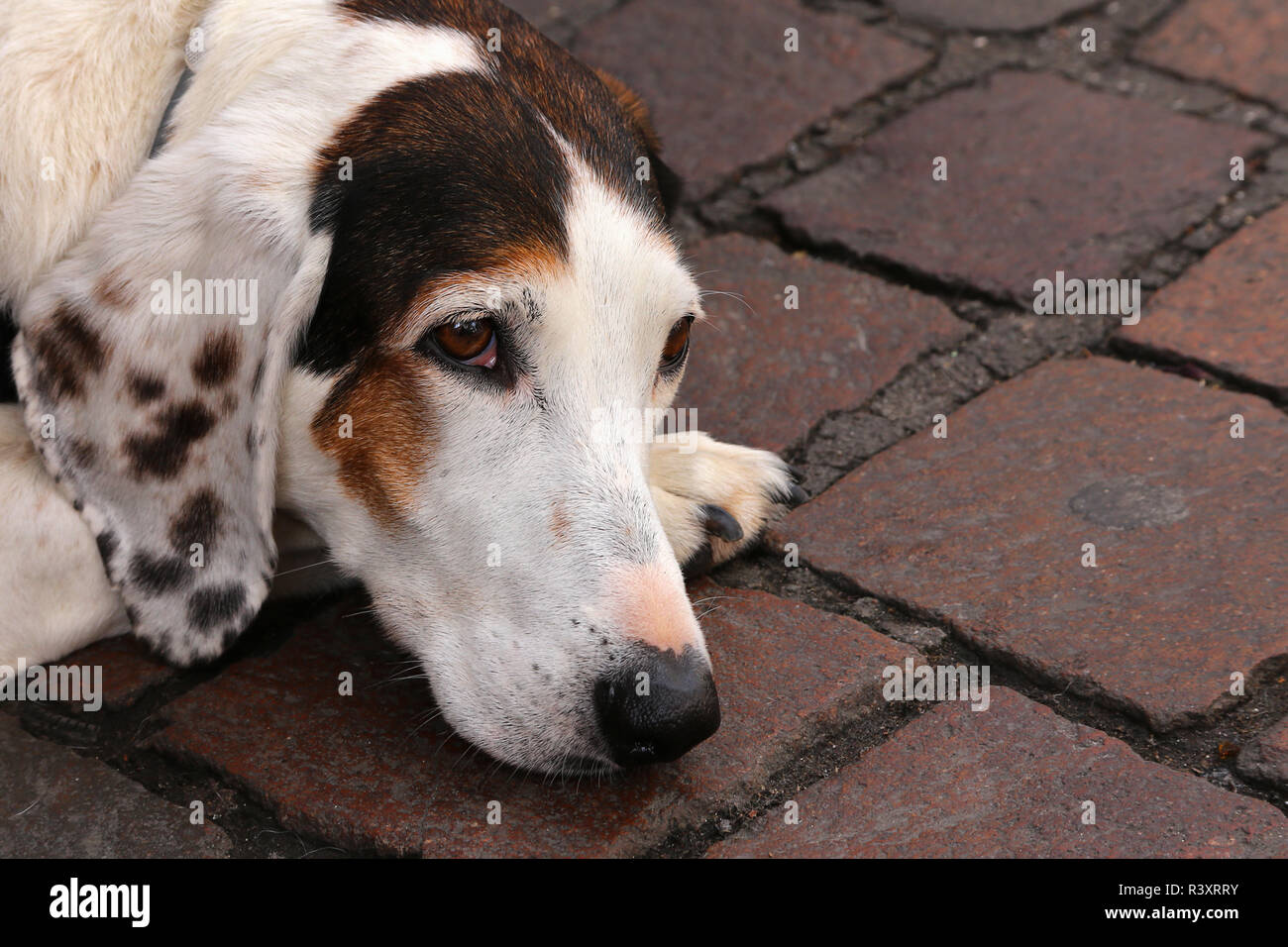 Pretty dog with spotted ear Stock Photo - Alamy