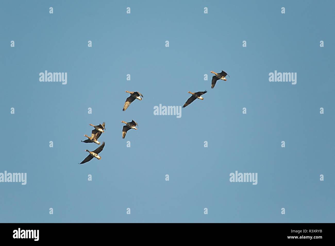 Geese midair hi-res stock photography and images - Alamy
