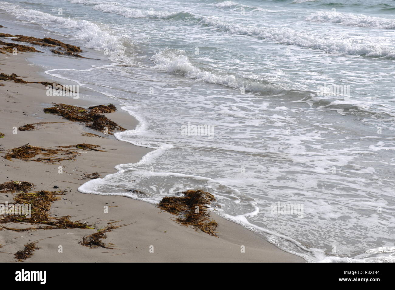 skagen,northern tip of denmark,denmark,sandy beach,beach,waves Stock ...