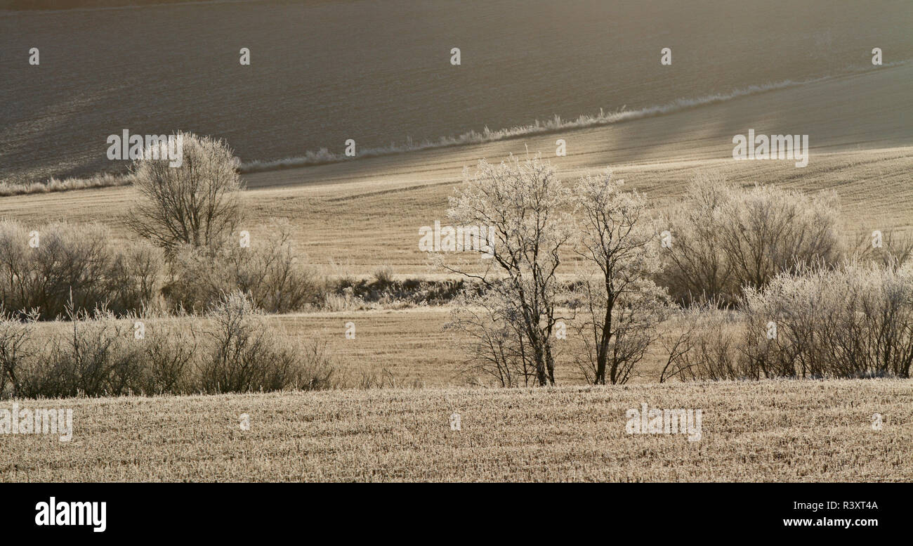 Frozen willow bushes between fields in finnish countryside Stock Photo ...