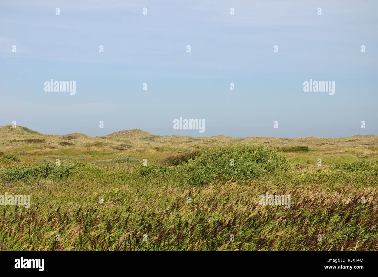 skagen,northern tip of denmark,denmark,dunes,grass Stock Photo - Alamy