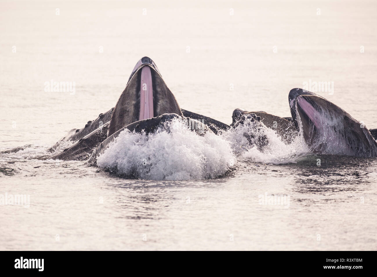 Humpback whales. Inside Passage, Alaska, USA Stock Photo - Alamy