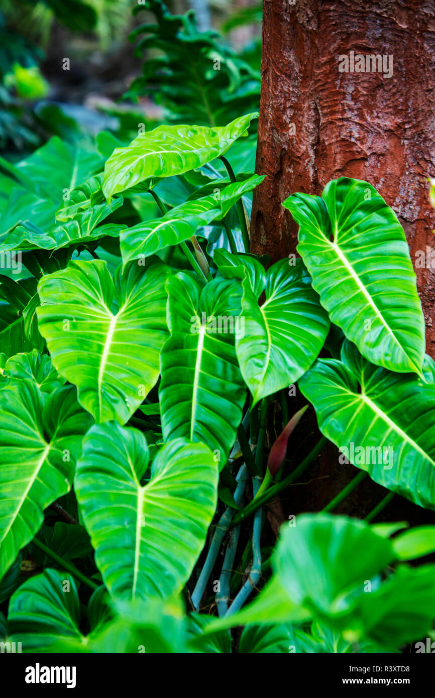 Philodendrons hi-res stock photography and images - Alamy