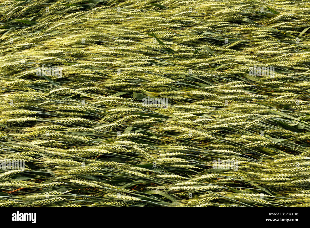 Flattened wheat hi-res stock photography and images - Alamy