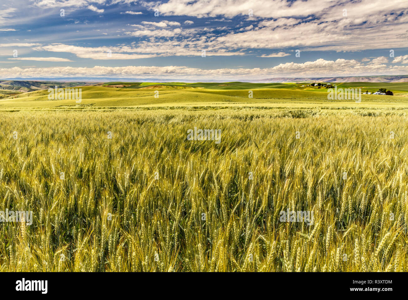 Expansive rolling fields of wheat and clouds, Palouse region of western ...