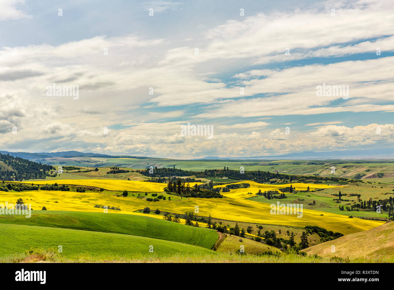 Canola and wheat crops hi-res stock photography and images - Alamy
