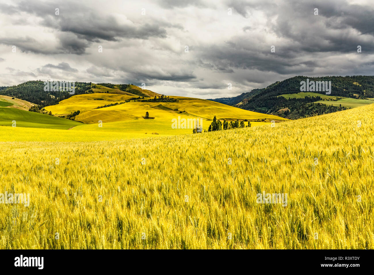 Canola and wheat crops hi-res stock photography and images - Alamy