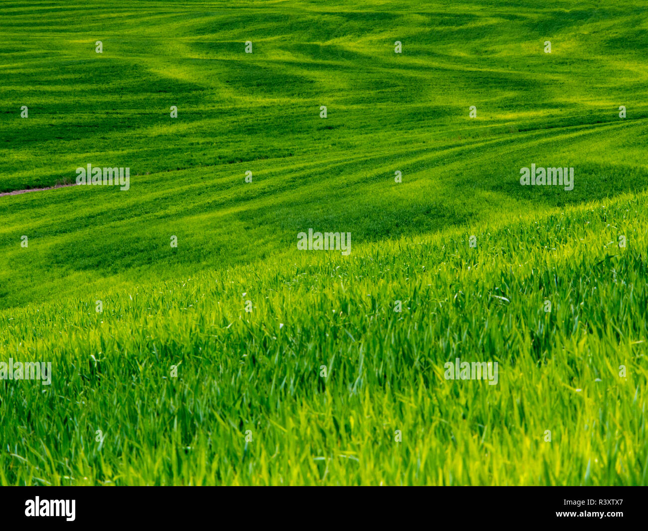 USA, Idaho, Palouse, Rolling Green Hills of Spring Wheat Stock Photo ...
