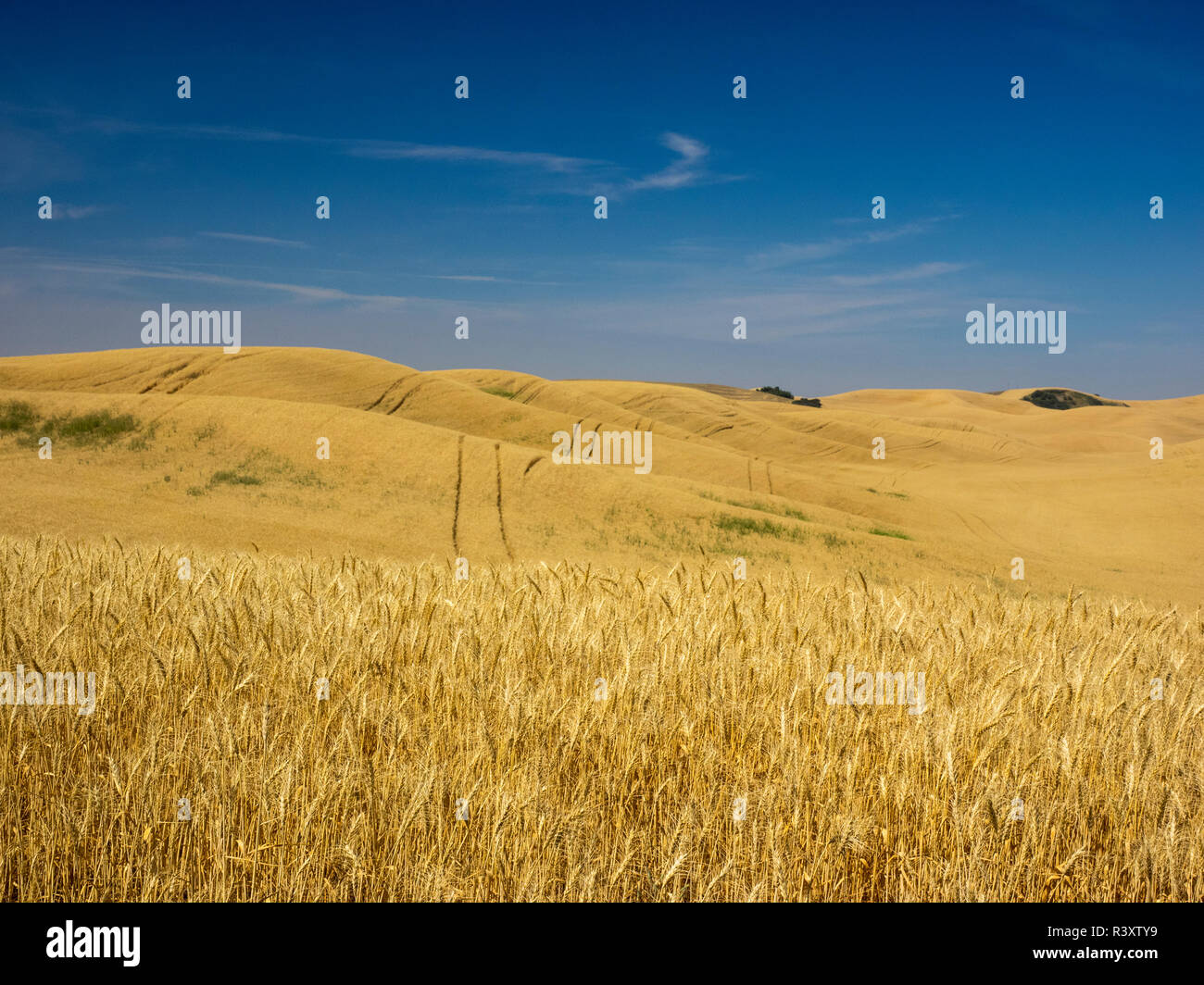 Fields during harvest Stock Photo - Alamy