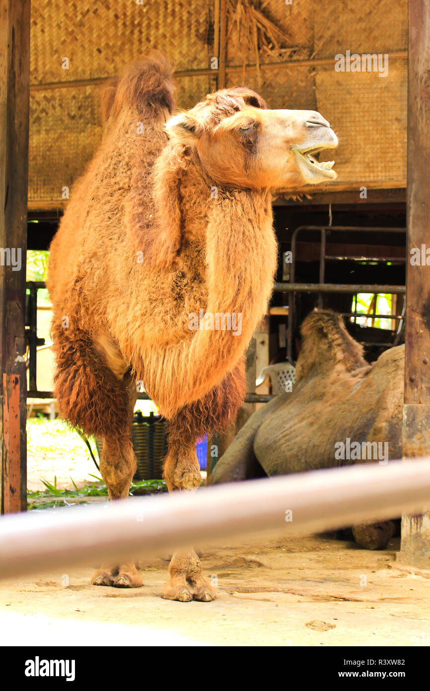 Camel in zoo hi-res stock photography and images - Alamy