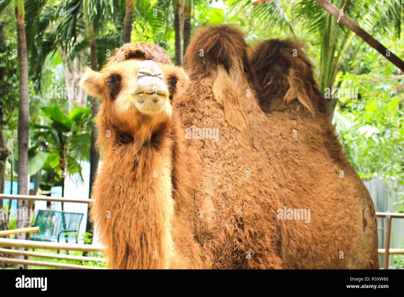 camel in zoo Stock Photo - Alamy