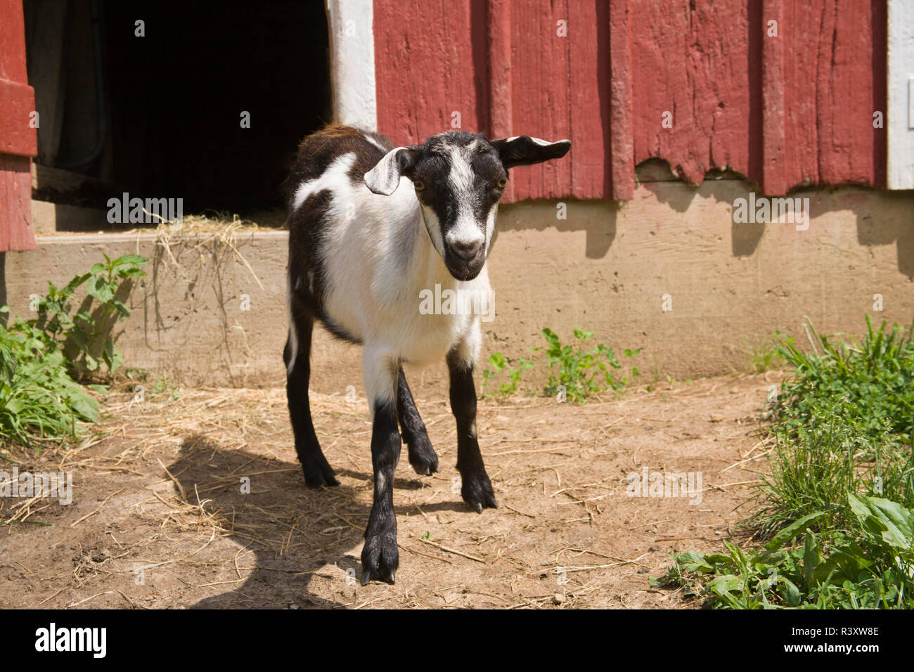 Goat standing in front hi-res stock photography and images - Alamy