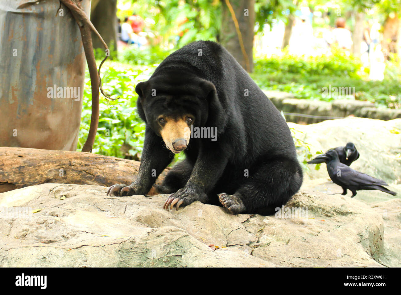 Malayan Sun Bear Stock Photo - Alamy