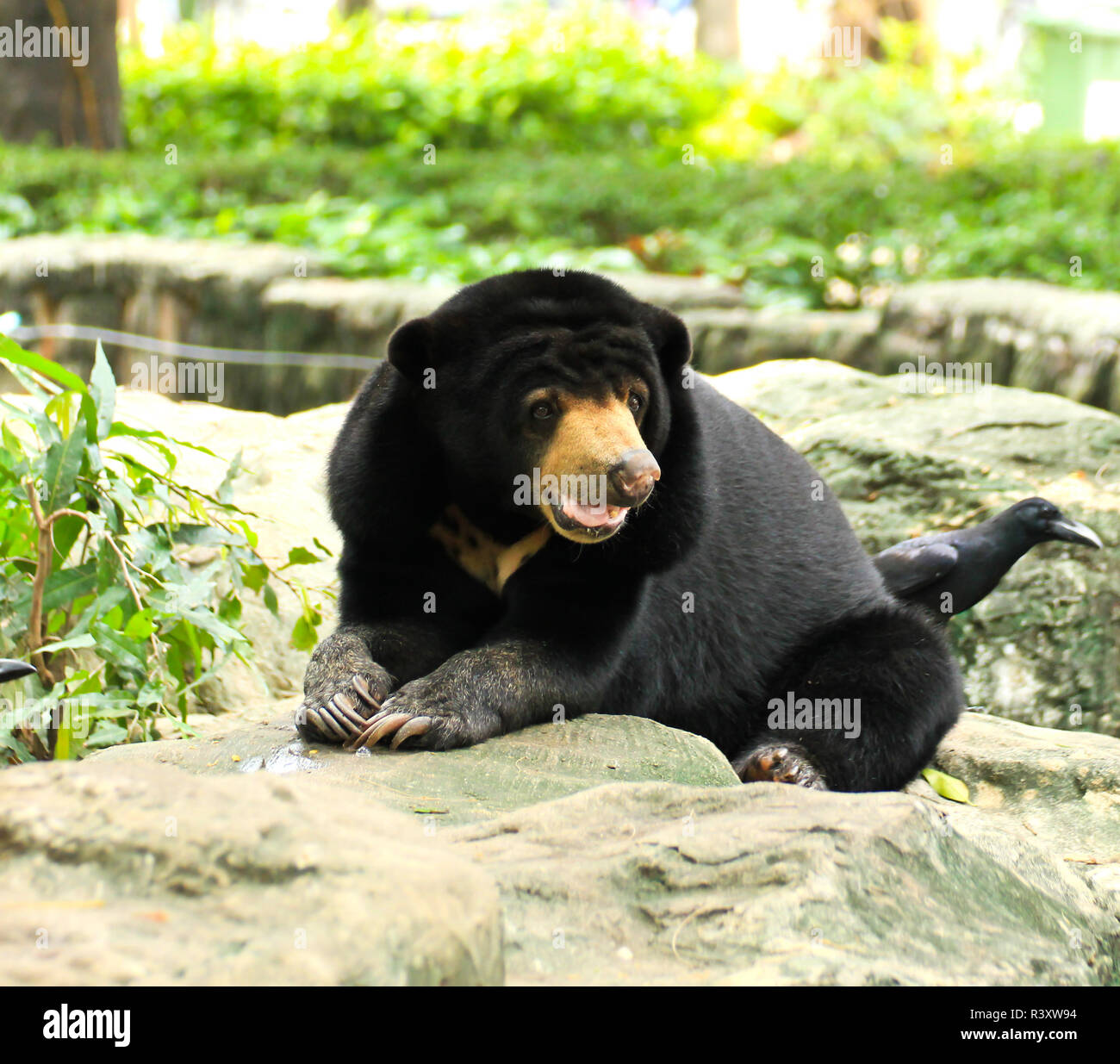 Malayan Sun Bear Stock Photo - Alamy