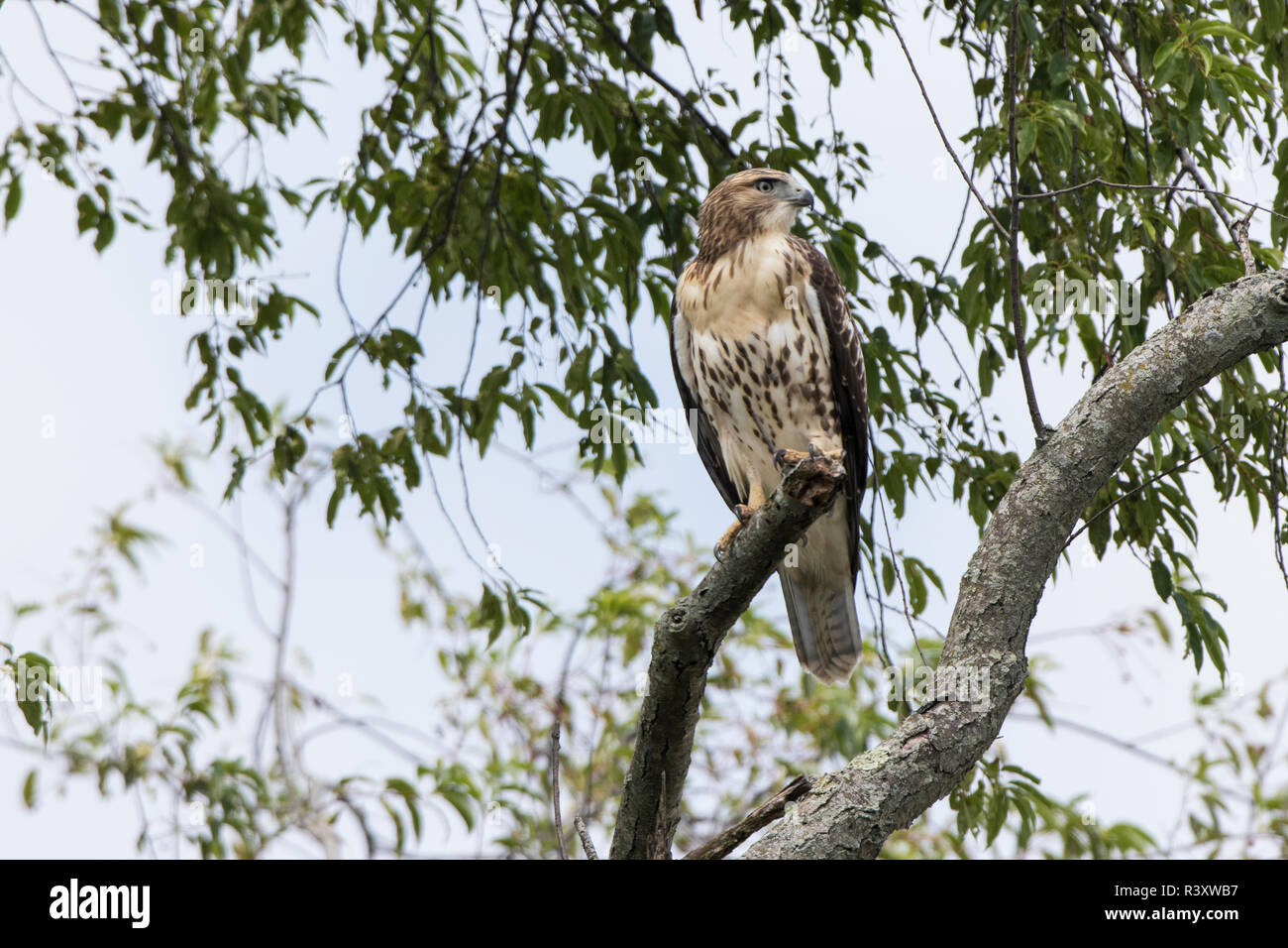 Susan hawk hi-res stock photography and images - Alamy