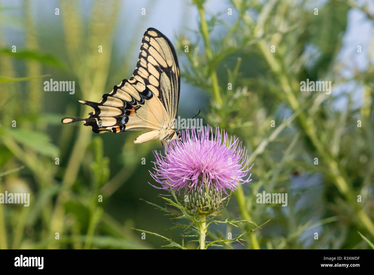 Giant Swallowtail (Papilio Cresphontes) on Bull Thistle (Cirsium ...