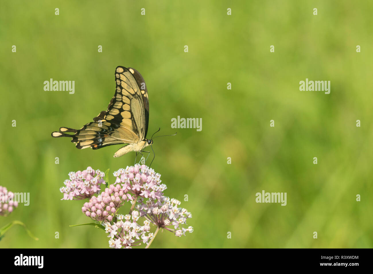 Giant Swallowtail (Papilio Cresphontes) on Swamp Milkweed (Asclepias ...