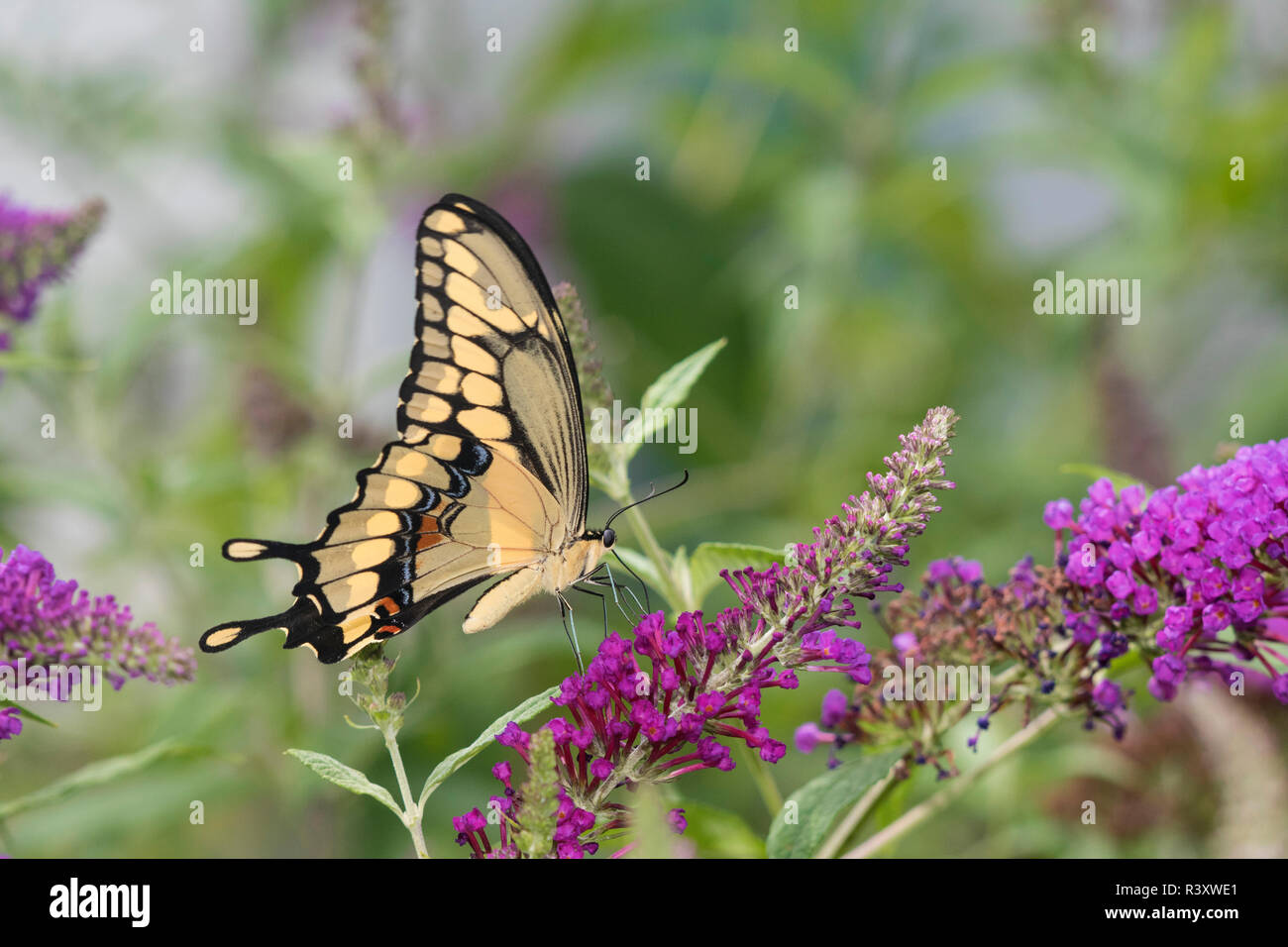 Giant Swallowtail (Papilio Cresphontes) on Butterfly Bush (Buddleja ...