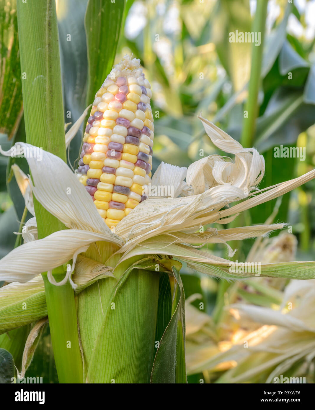 Multi-colored sweet corn Stock Photo - Alamy