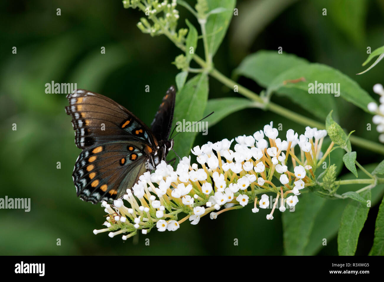 Red-spotted Purple (Limenitis Arthemis) on Butterfly Bush (Buddleja ...
