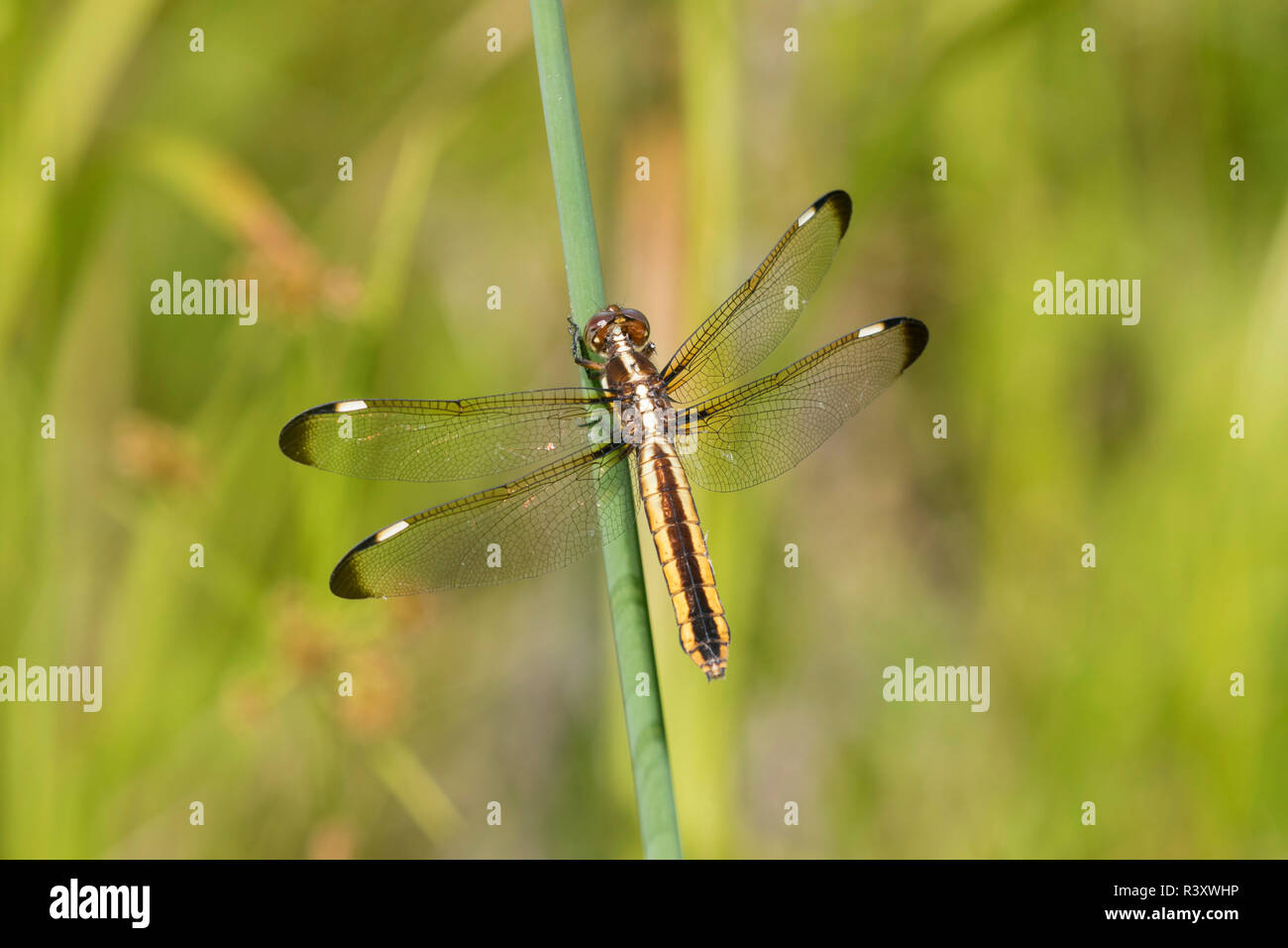 Spangled Skimmer Dragonfly High Resolution Stock Photography and Images ...