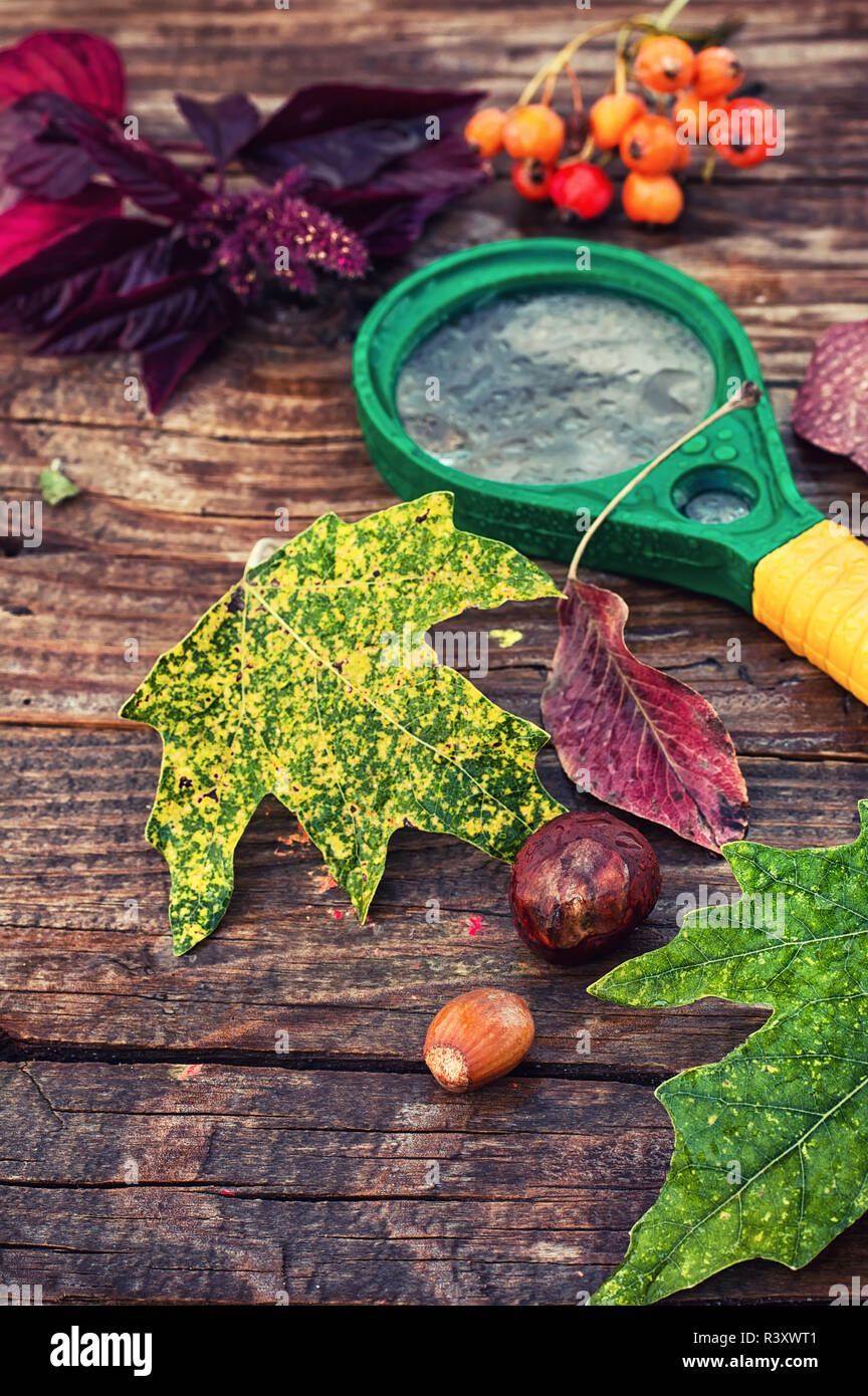 Rustic magnifier design hi-res stock photography and images - Alamy