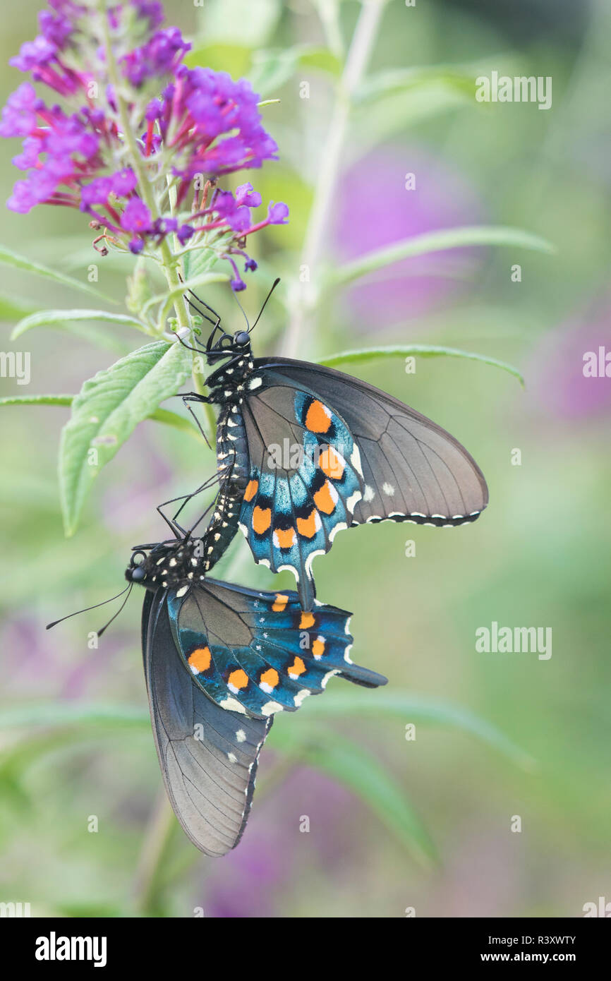 Pipevine Swallowtail (Battus philenor) male and female mating on ...