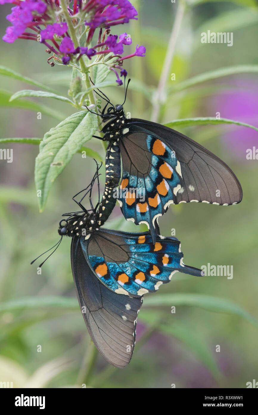 Mating swallowtail butterfly hi-res stock photography and images - Alamy