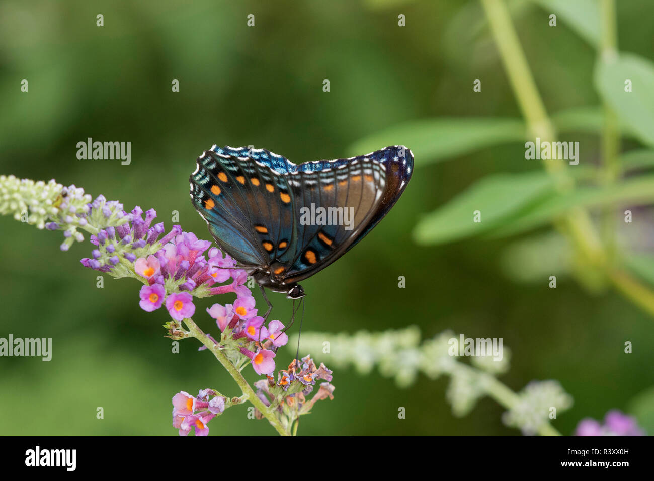 Red-spotted Purple (Limenitis Arthemis) on Butterfly Bush (Buddleja ...