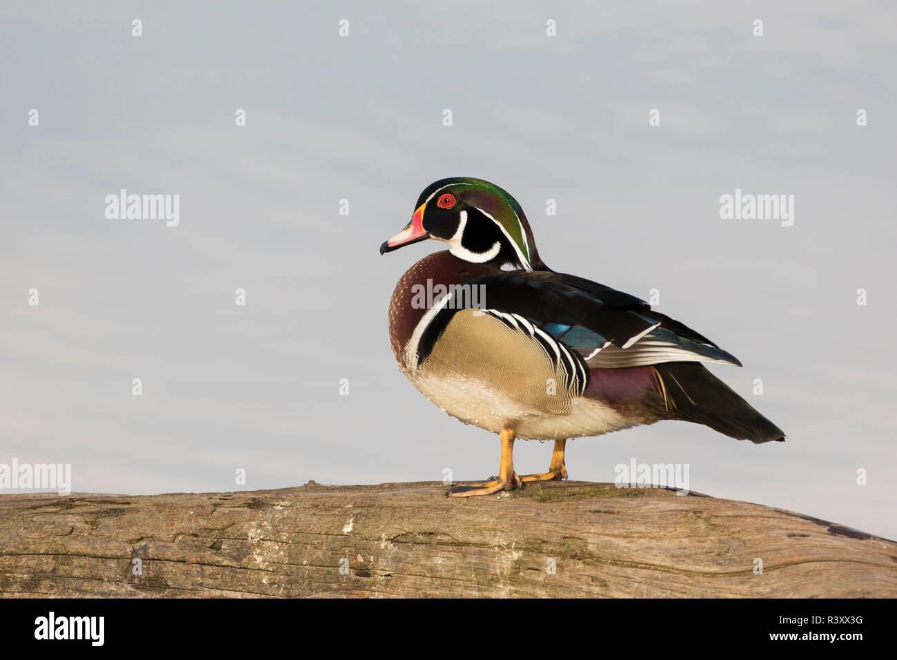 Wood Duck (Aix sponsa) male in wetland, Marion County, Illinois Stock ...