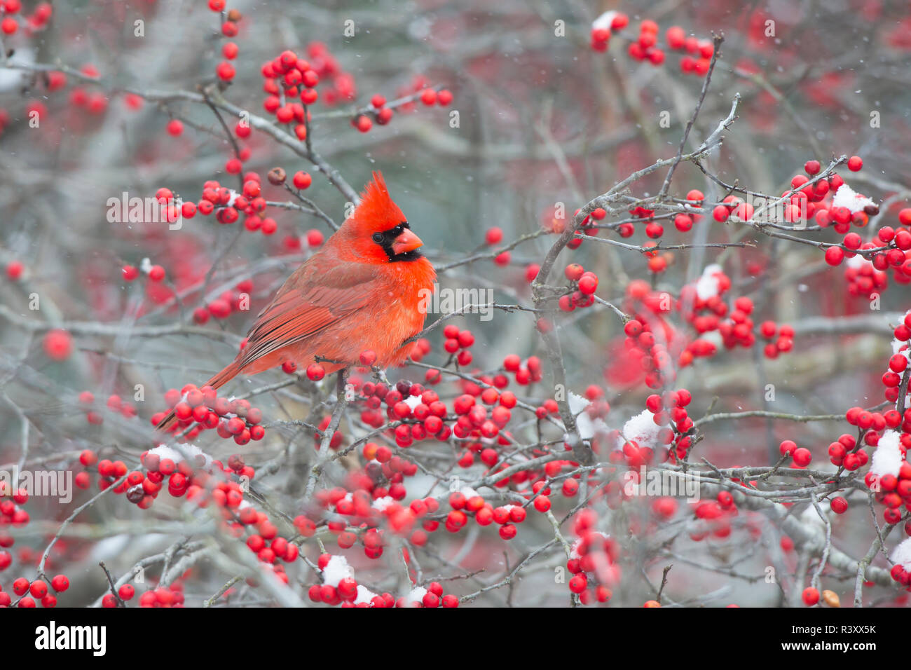 Cardinal in winterberry hi-res stock photography and images - Alamy