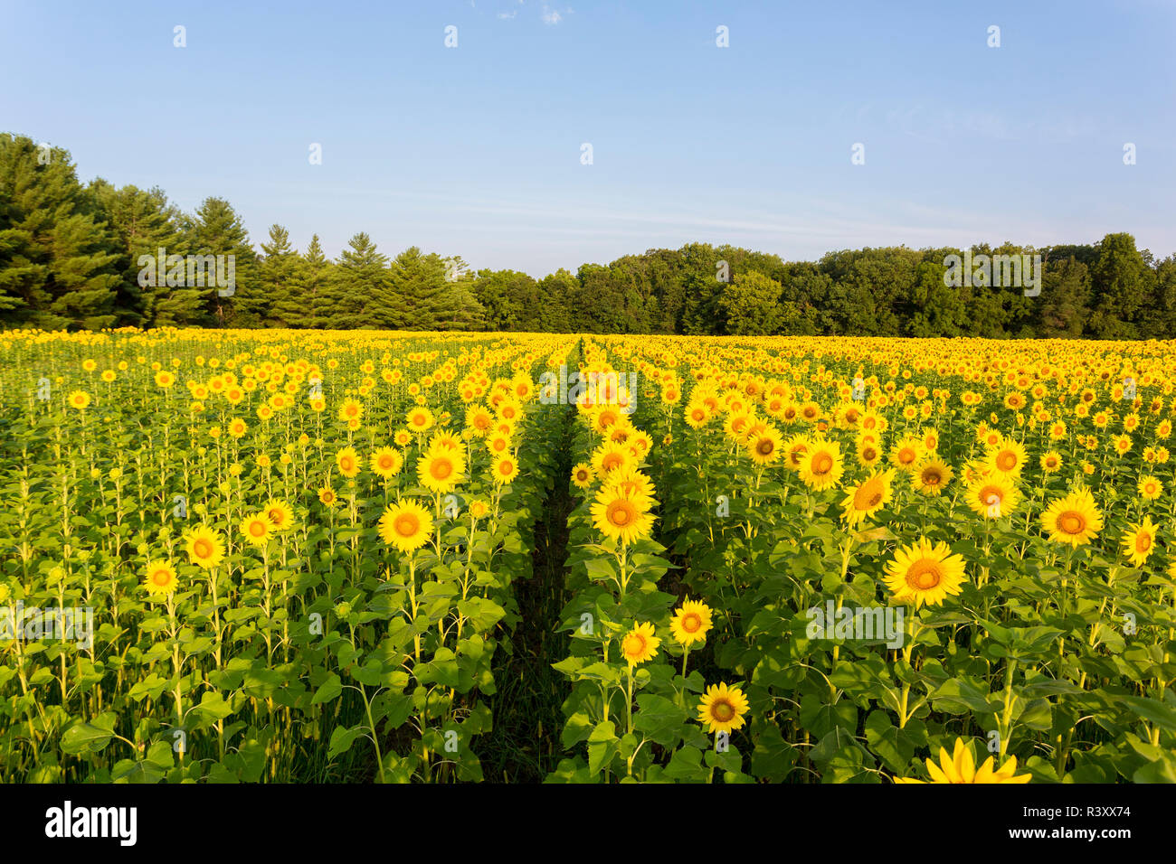 Sunflower field Sam Parr State Park, Jasper County, Illinois Stock ...