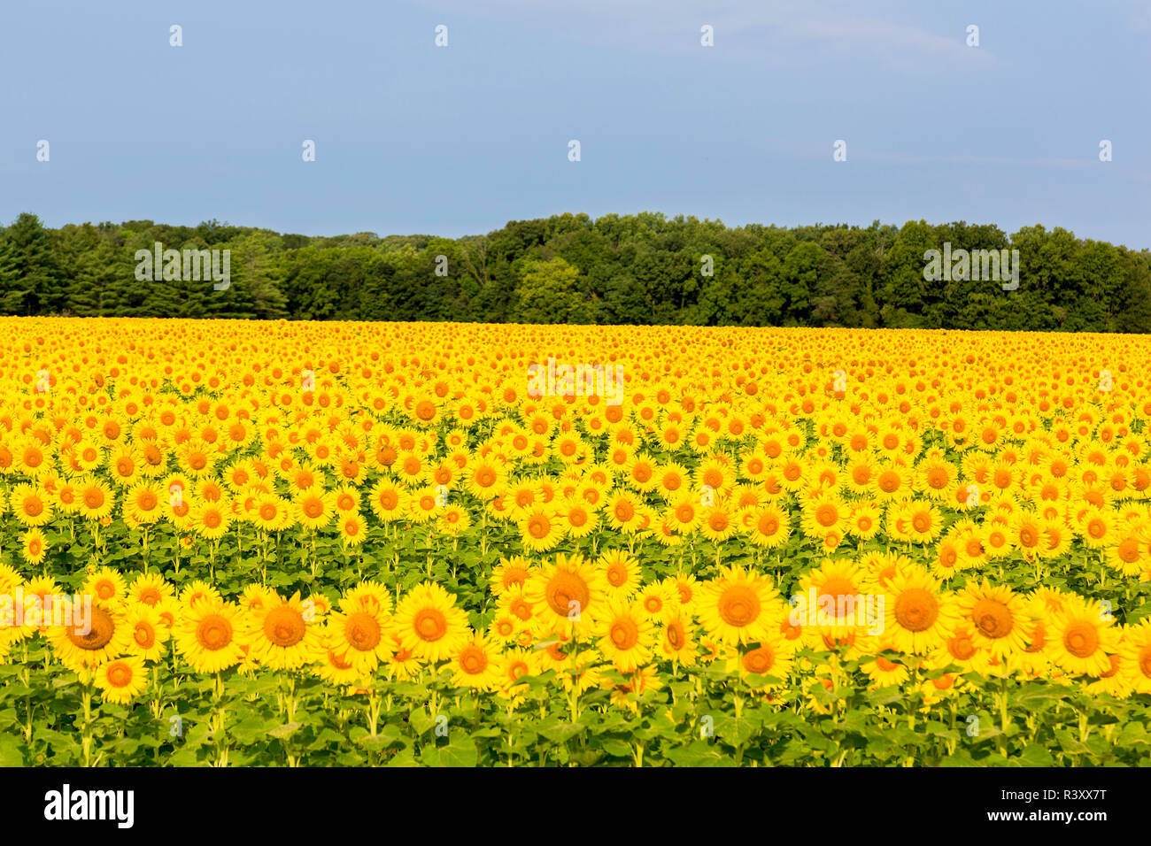 Sunflower field Sam Parr State Park, Jasper County, Illinois Stock ...