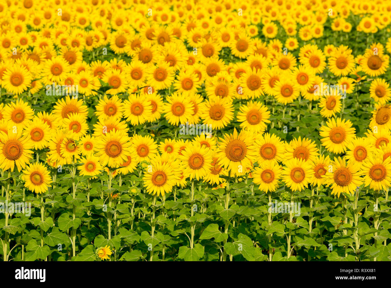 Sunflower field Sam Parr State Park, Jasper County, Illinois Stock ...