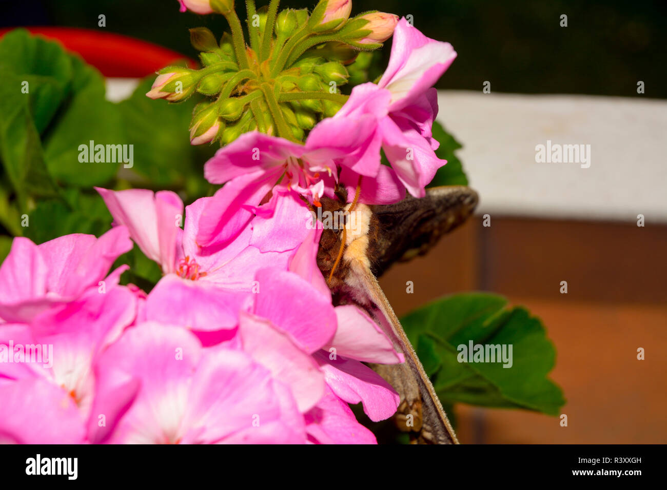 Mariposa mariposa mariposa naturaleza hi-res stock photography and ...