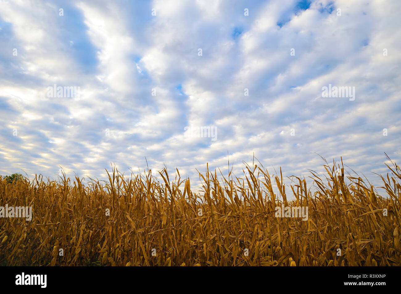 Corn field with blue sky and beautiful clouds Stock Photo - Alamy