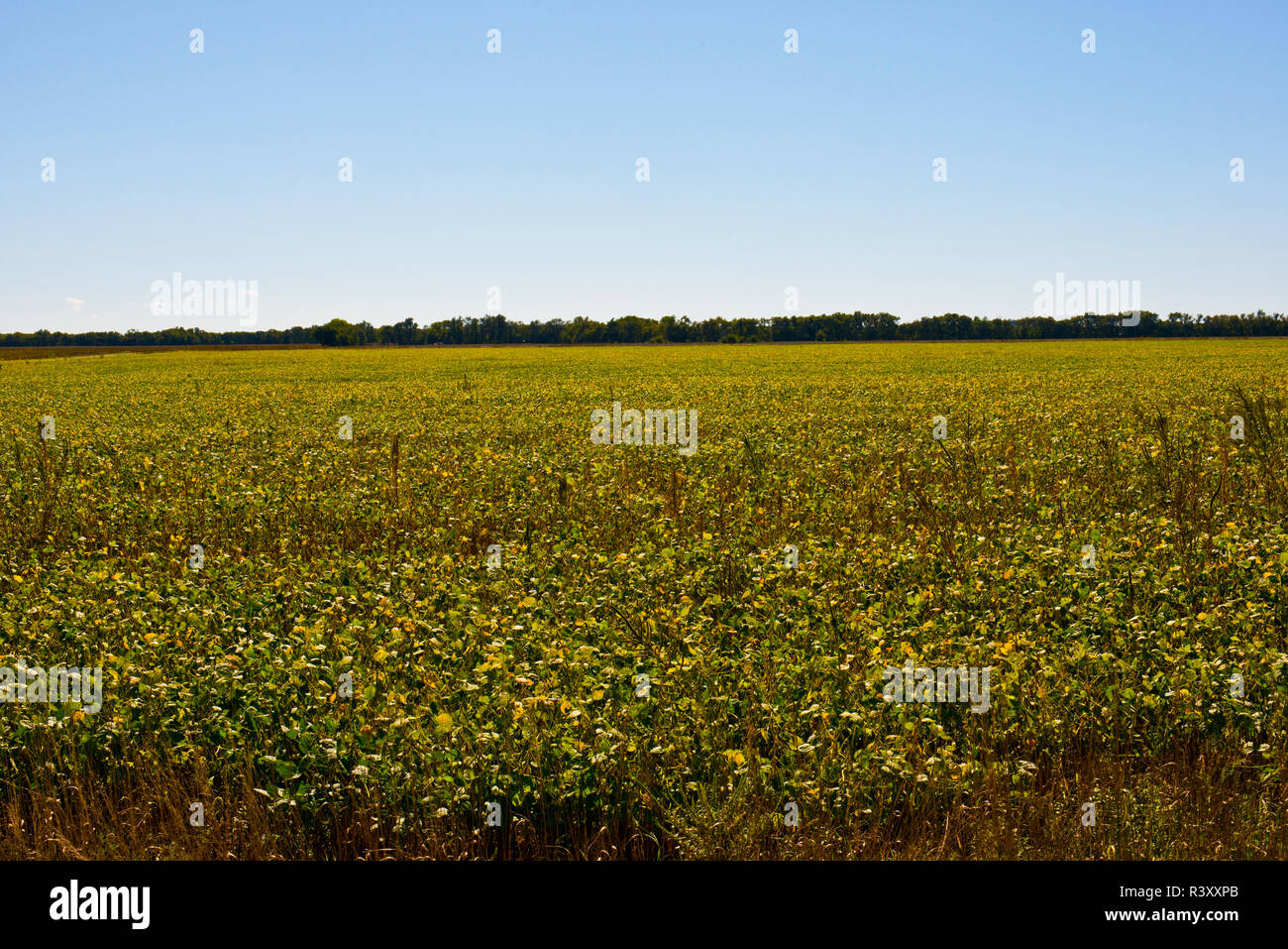 Soybean field usa hi-res stock photography and images - Alamy