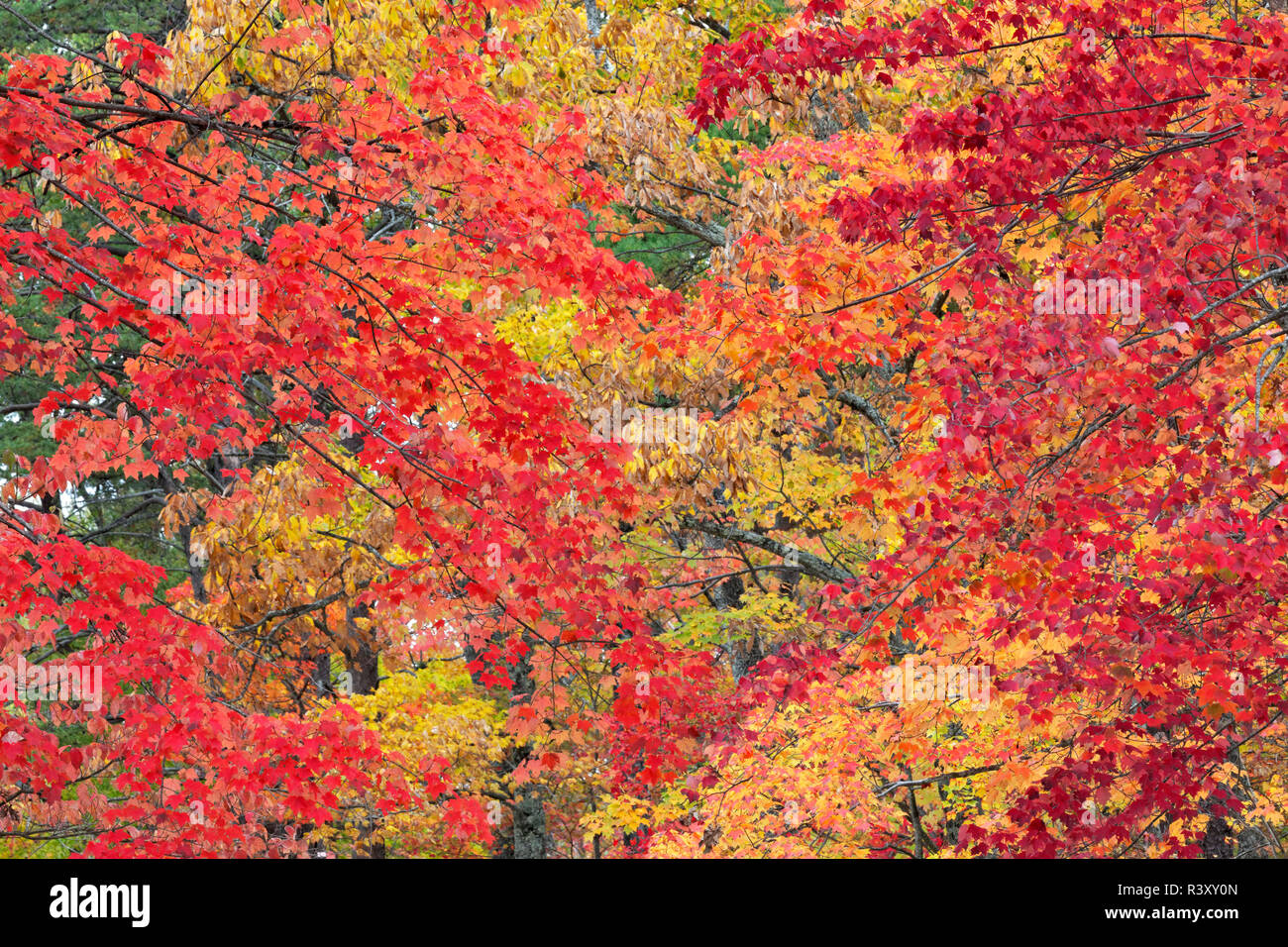 Autumn colors, Red River Gorge, Kentucky Stock Photo - Alamy
