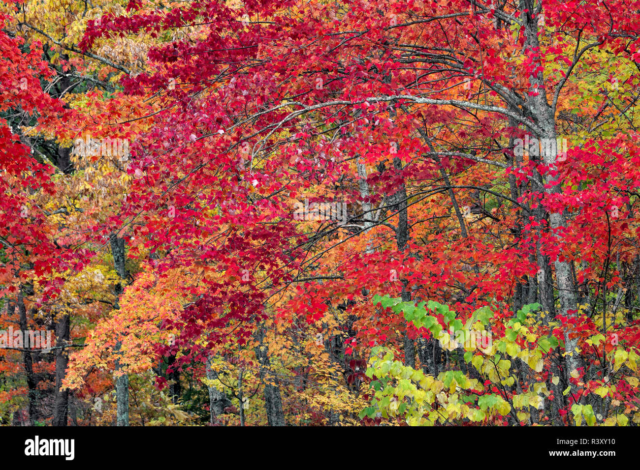 Autumn colors, Red River Gorge, Kentucky Stock Photo - Alamy