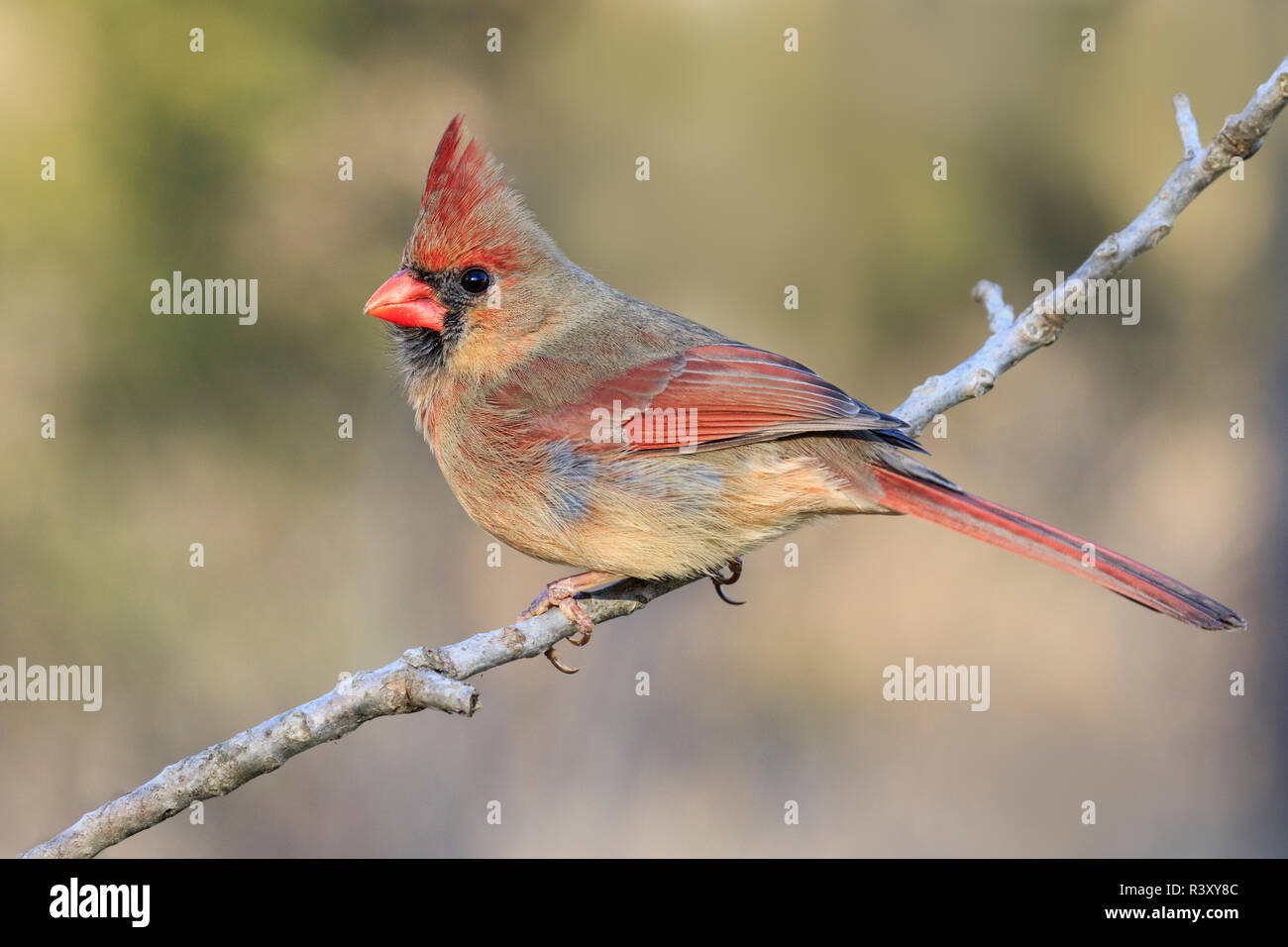Louisville cardinal hi-res stock photography and images - Alamy