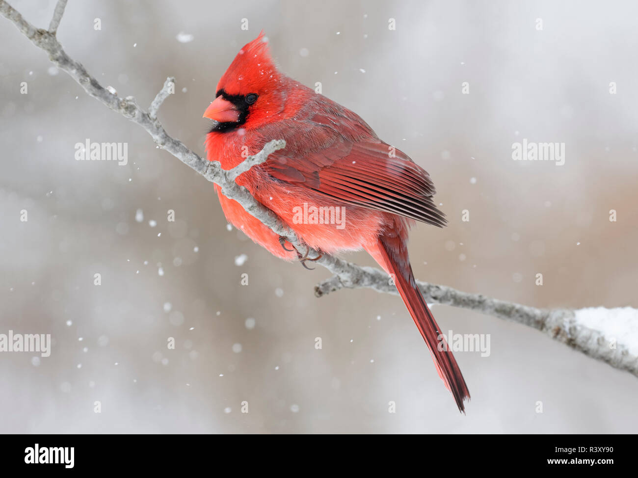 Male northern cardinal in snow, Kentucky Stock Photo - Alamy