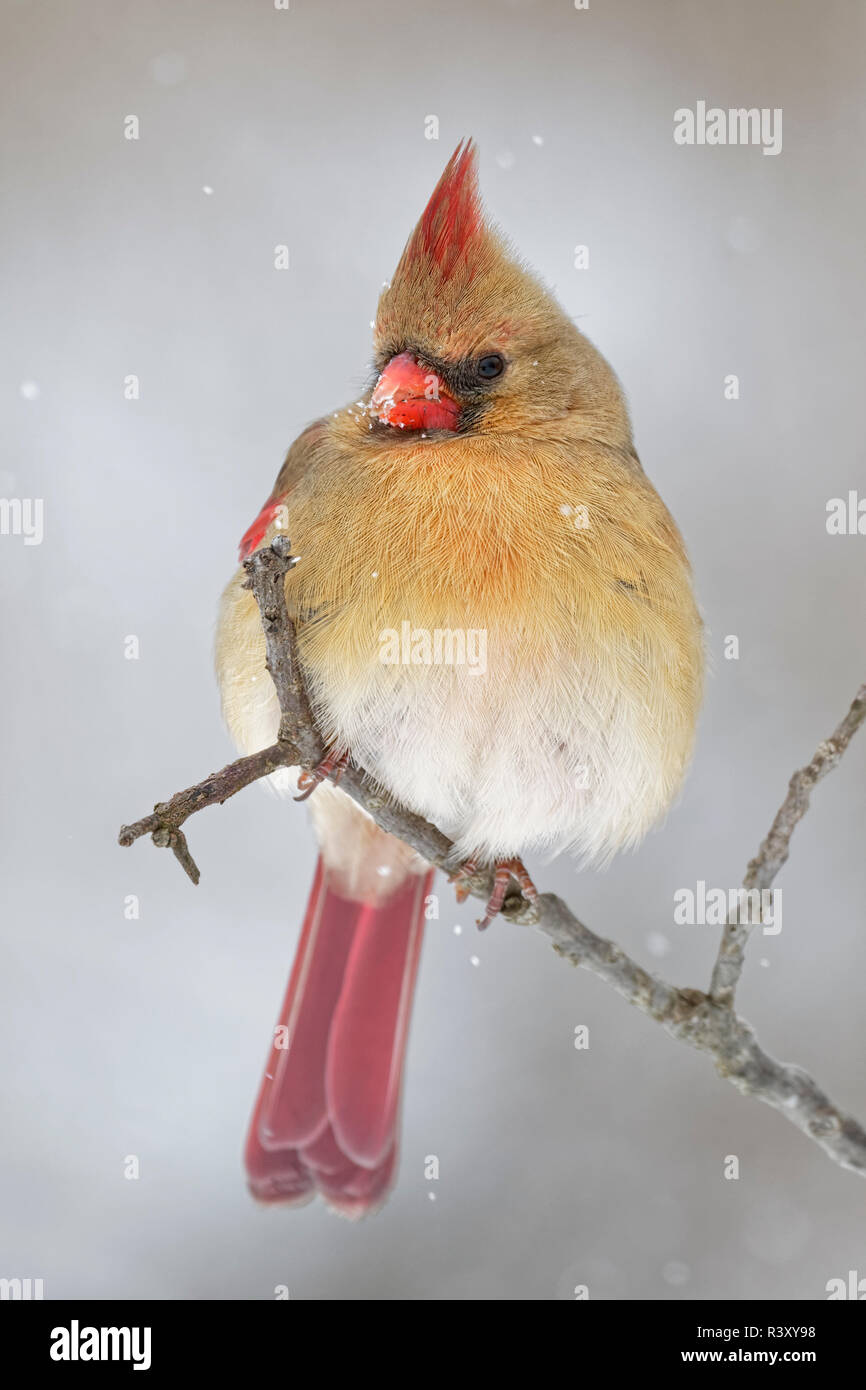 Kentucky Cardinal High Resolution Stock Photography and Images - Alamy