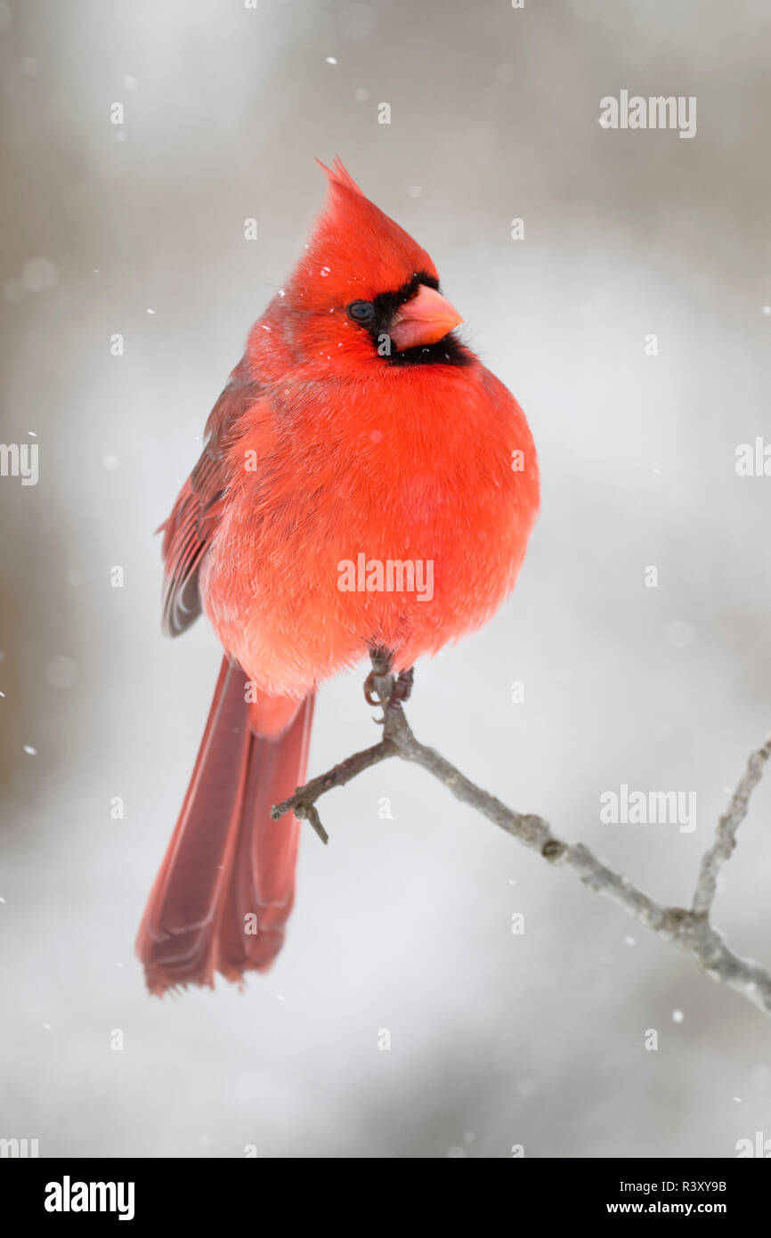 Kentucky Cardinal High Resolution Stock Photography and Images - Alamy