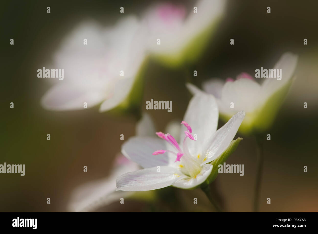 Springbeauty flower hi-res stock photography and images - Alamy