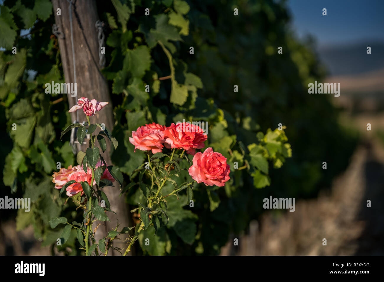 Pastina, Pisa, Tuscany - valley between Santa Luce and Pastina in the ...