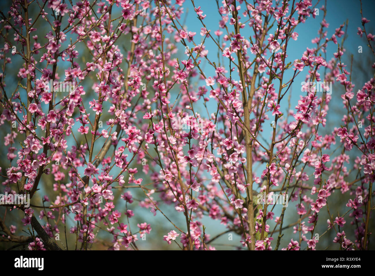 Fruchtbaum hi-res stock photography and images - Alamy