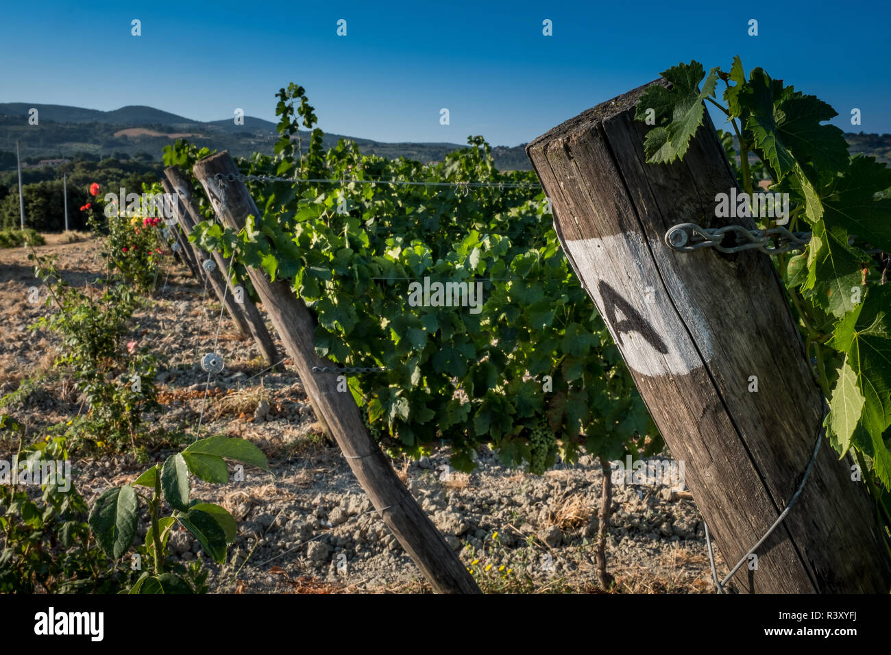 Pastina, Pisa, Tuscany - valley between Santa Luce and Pastina in the ...