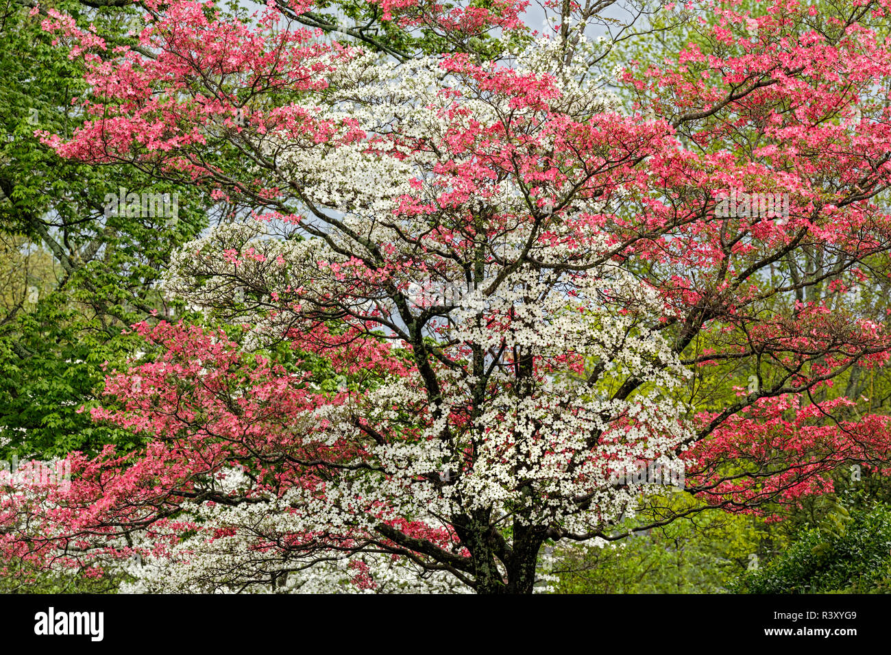 Single dogwood tree with pink and white blossoms, Kentucky Stock Photo ...