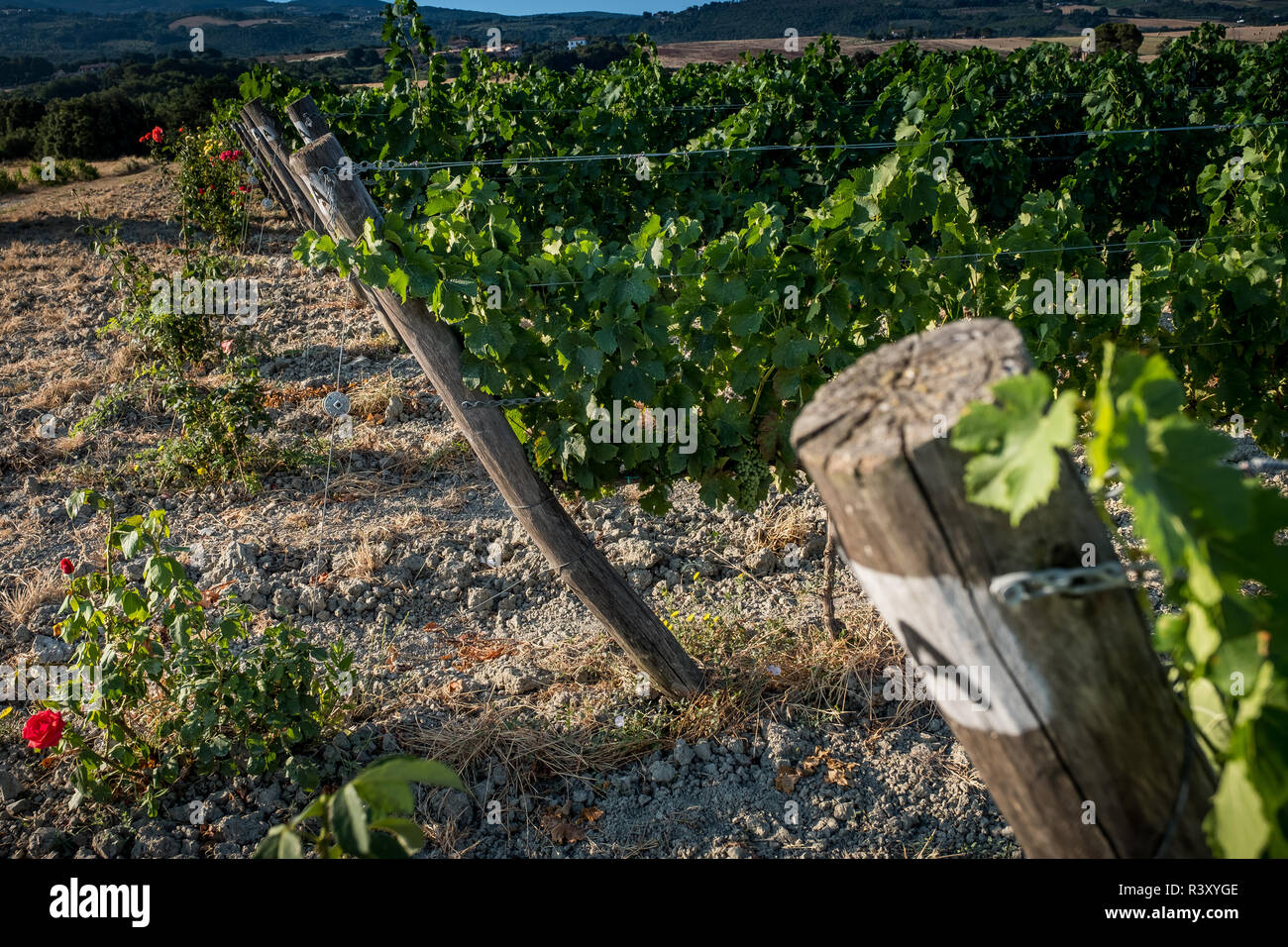 Pastina, Pisa, Tuscany - valley between Santa Luce and Pastina in the ...