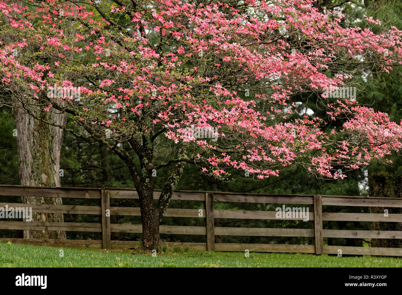 Pink dogwood tree in full bloom along wooden fence, Kentucky Stock ...